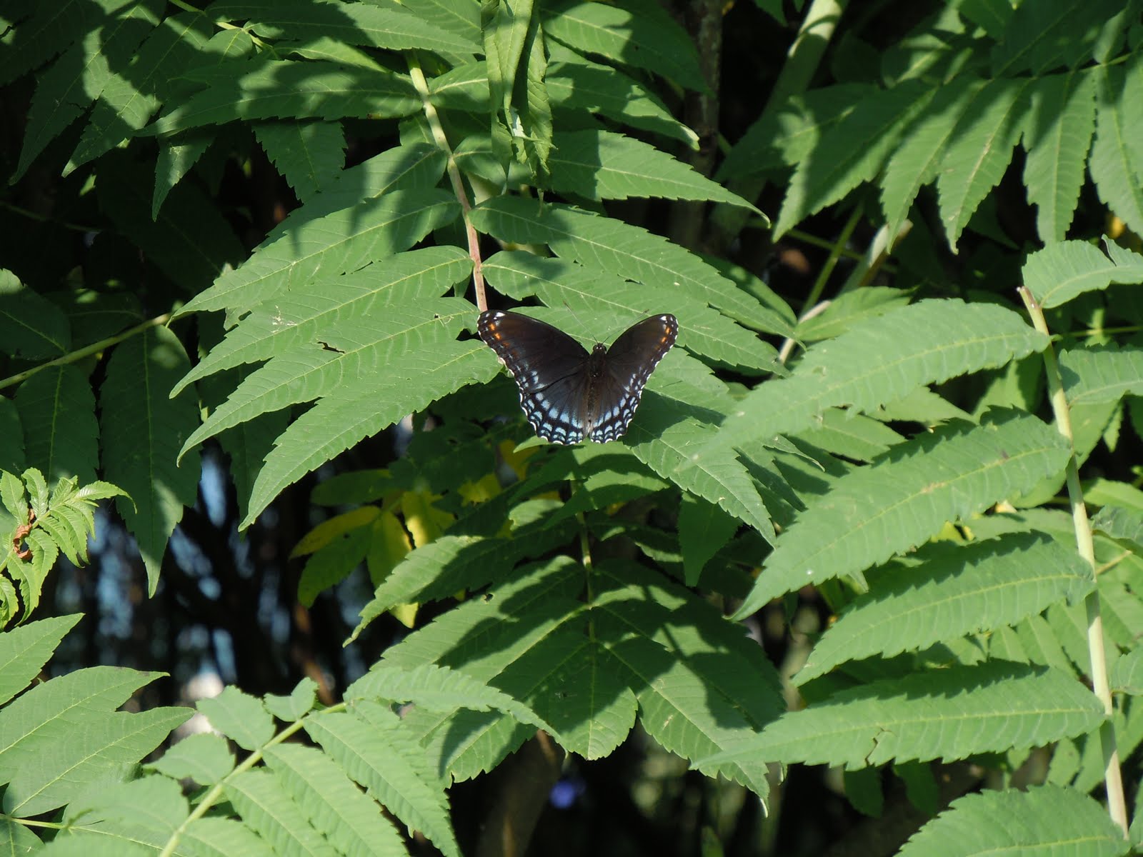 Chicago Region's Dunes: A Forgotten Treasure: Different Directions ...