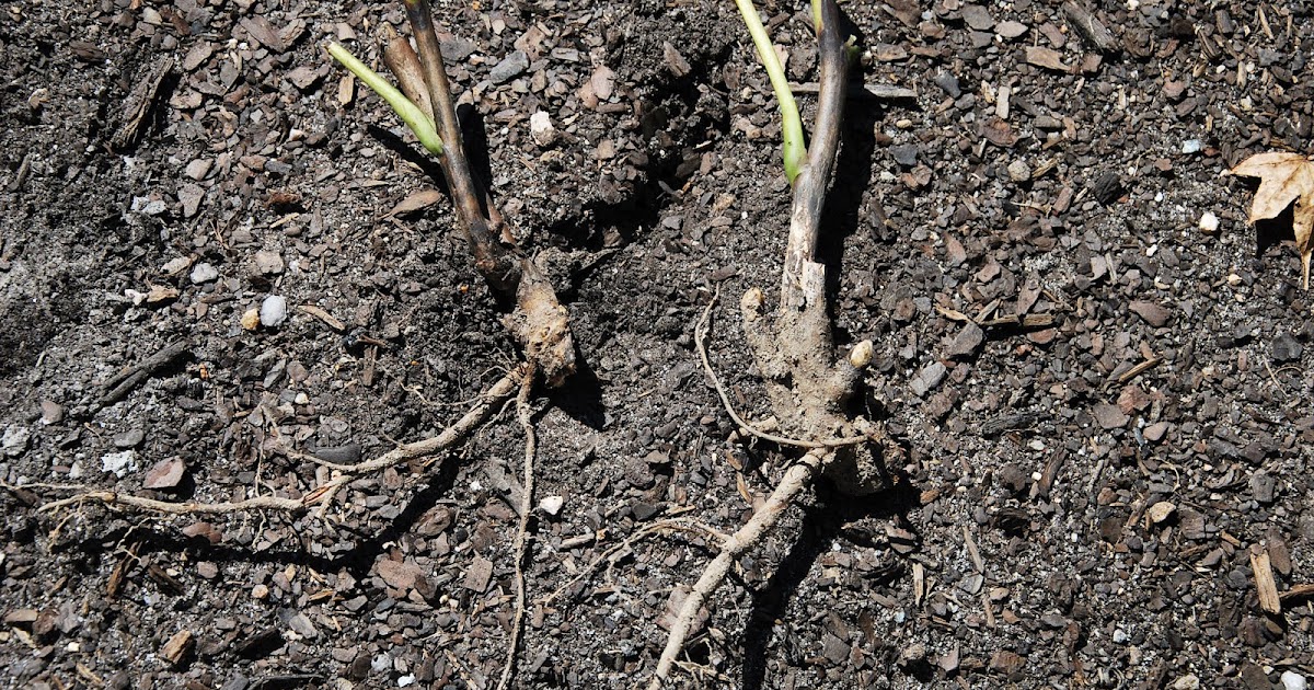 Southern Peony: 2012 Peony Experiments - Intersectional Divisions