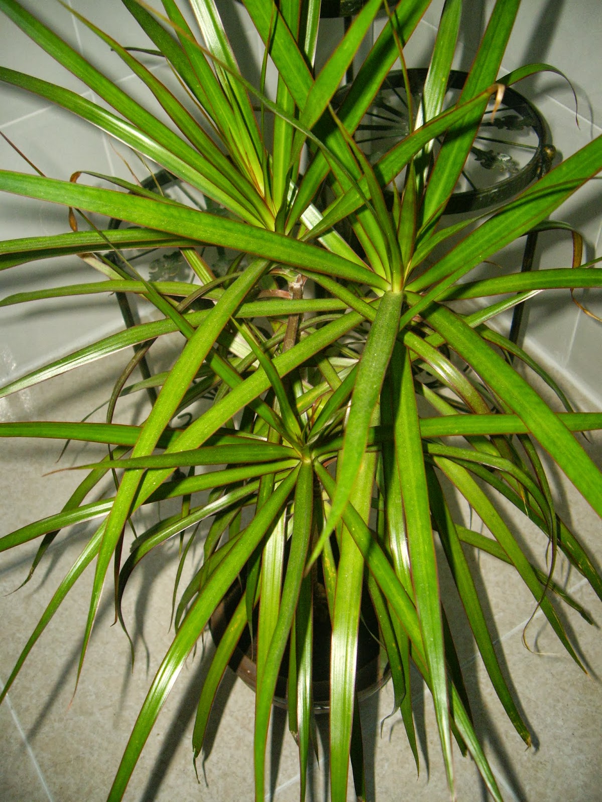 La Mar de VeRde: DRACENA MARGINATA O DRACAENA DE HOJA FINA
