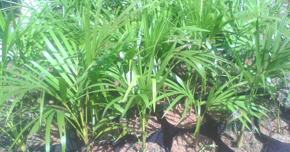 Jual Tanaman Bali: Jual Palem Kuning Dan Cemara Udang 082147388938 ...