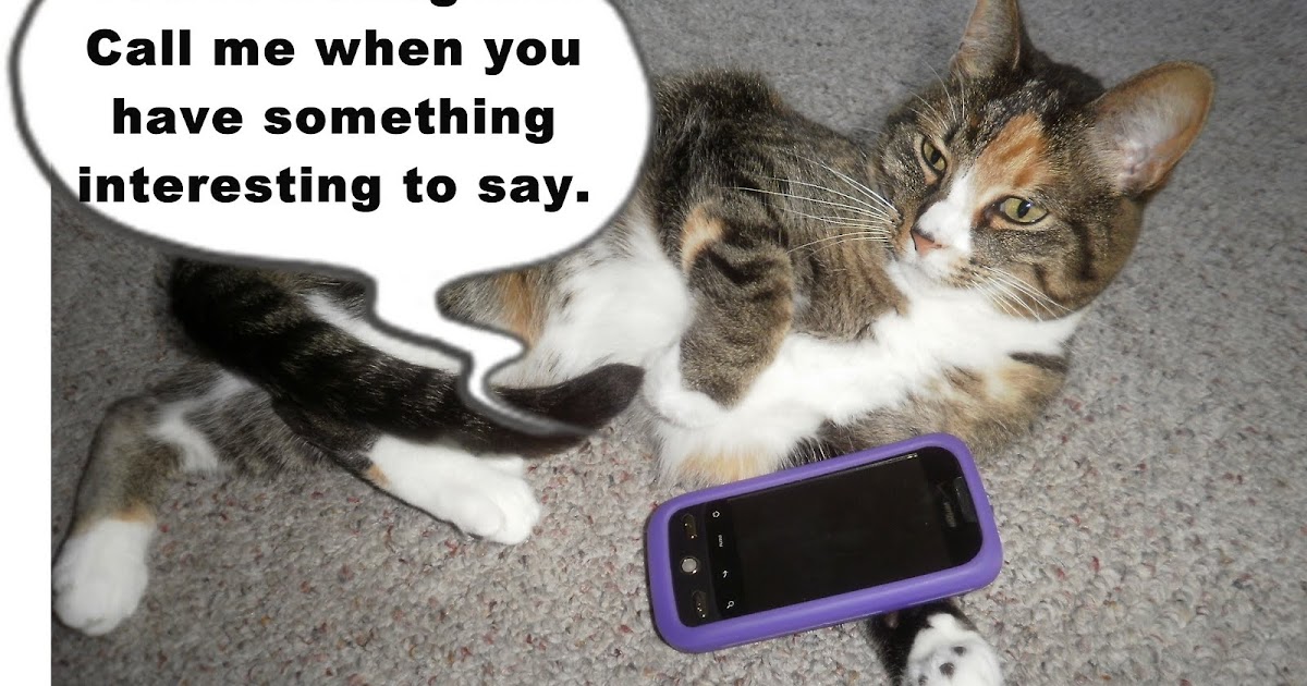 Catladyland: Cats are Funny: Cat Back-Talkin' and a Winner!