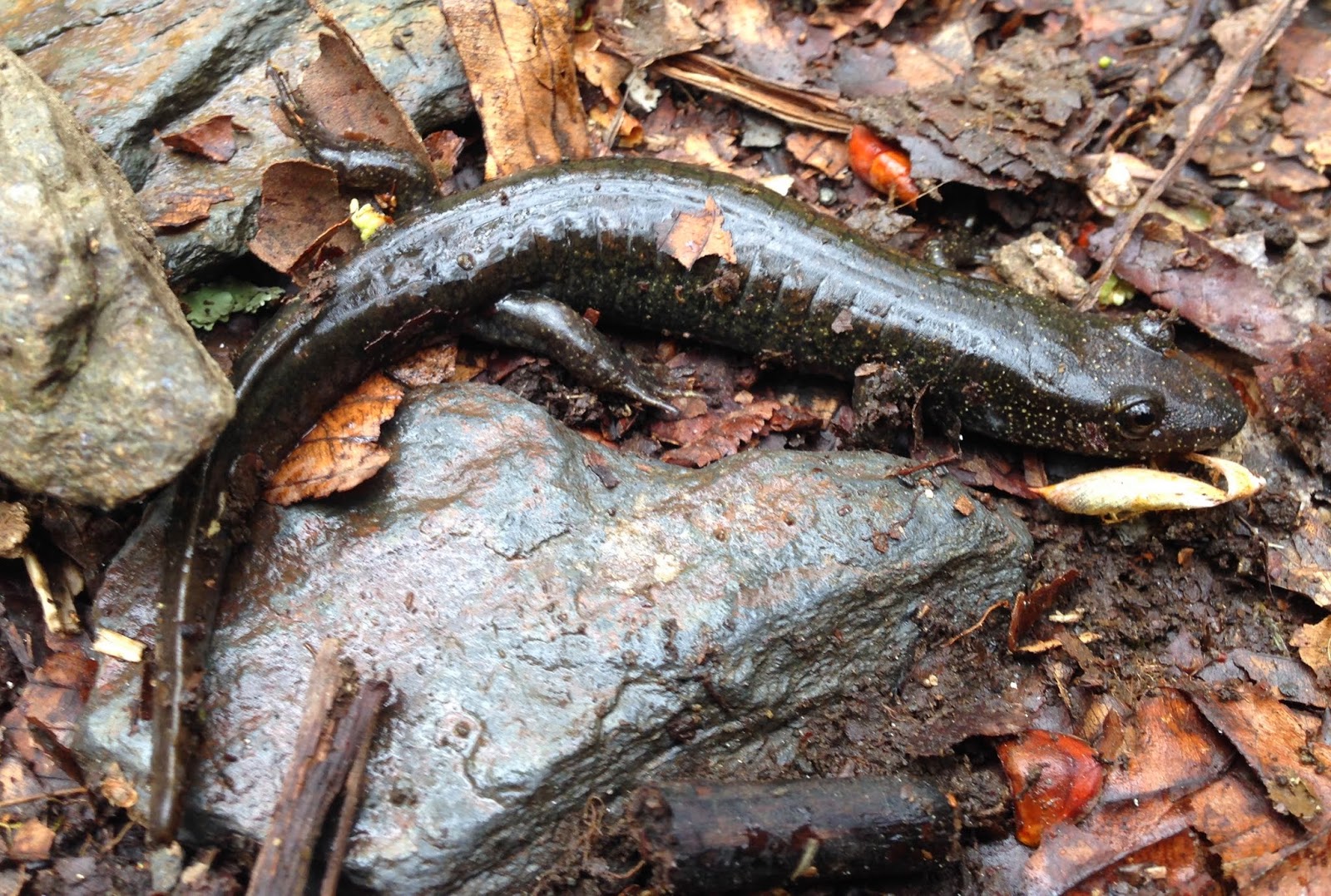 Salamanders of the Great Smoky Mountains