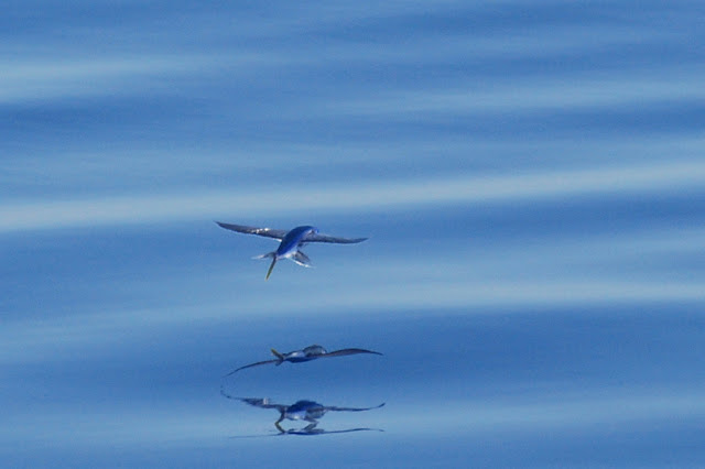 ΧΕΛΙΔΟΝΟΨΑΡΟ (FLYING FISH) photos - wallpapers | the fun bank