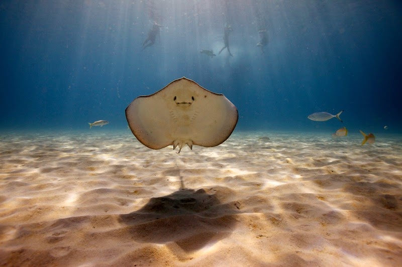 Ana García Photography: Charlie Hamilton James, biografías de ...