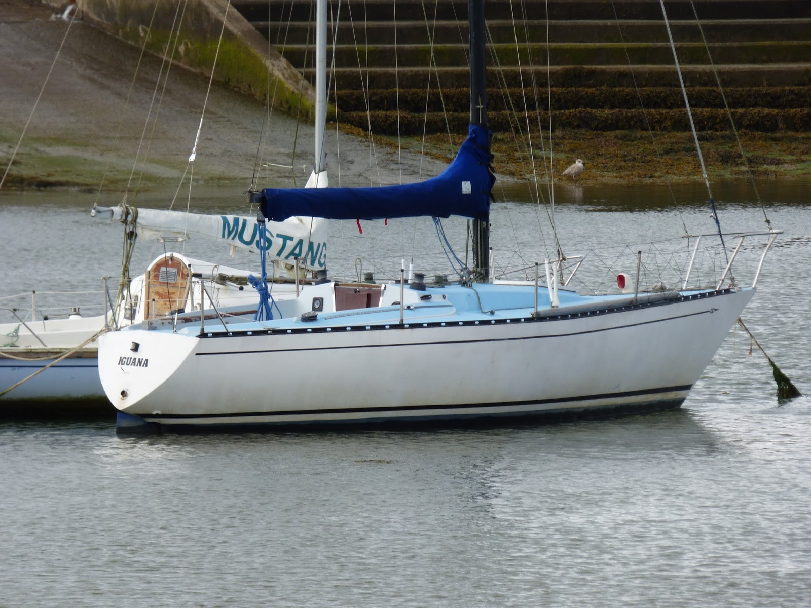 Shockwave40: Iguana - Contessa 25 - Caernarfan Marina 2013