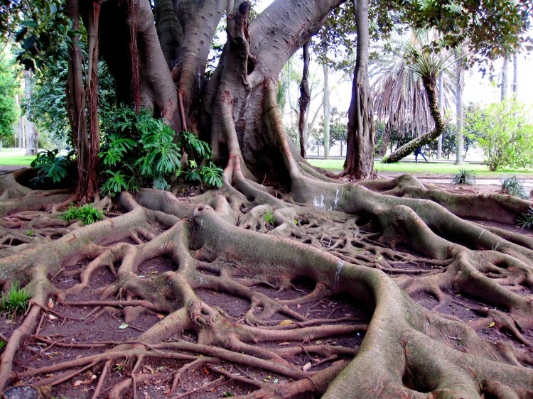 BLOG DO "VOINHO": CONHECENDO OS TIPOS DE RAIZ