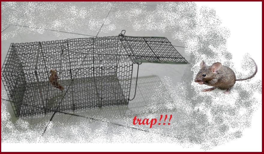 Cara Mengusir Tikus dan Curut yang Bandel di Rumah - gadogadozaman