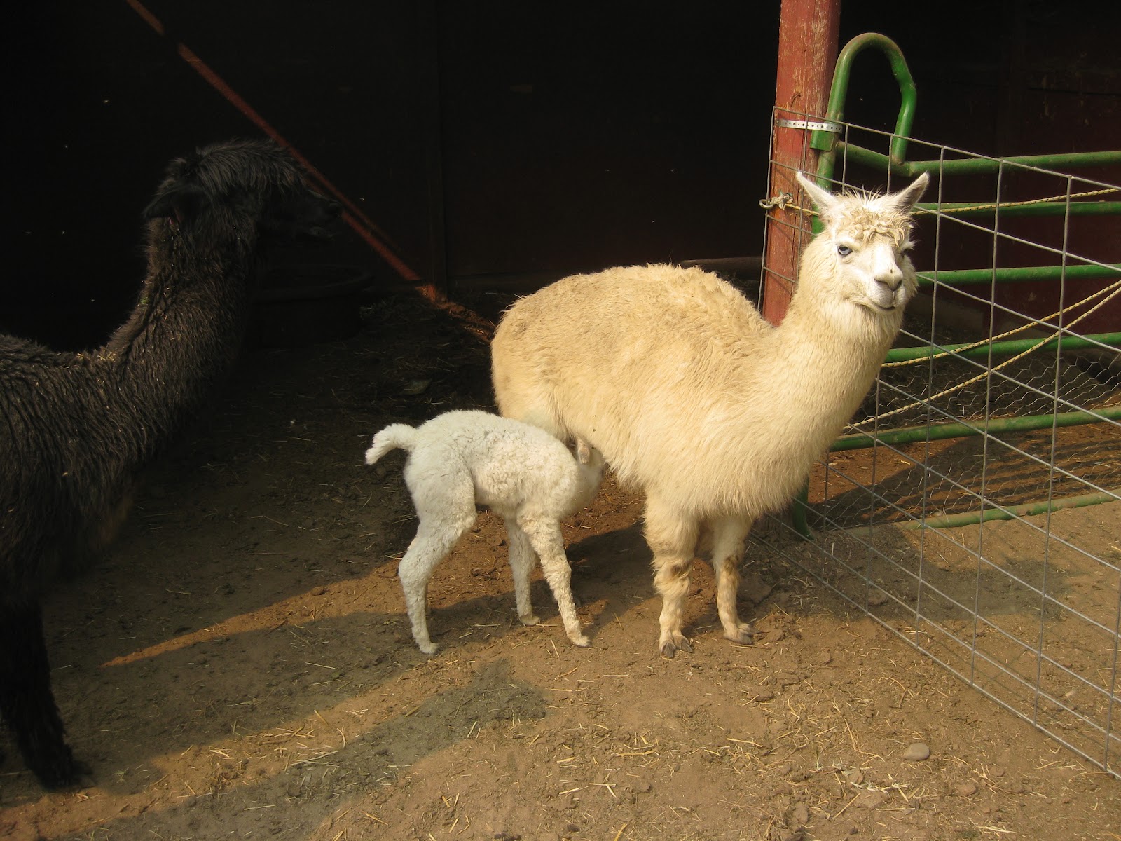 Stitching 'n' Knitting: huarizo named