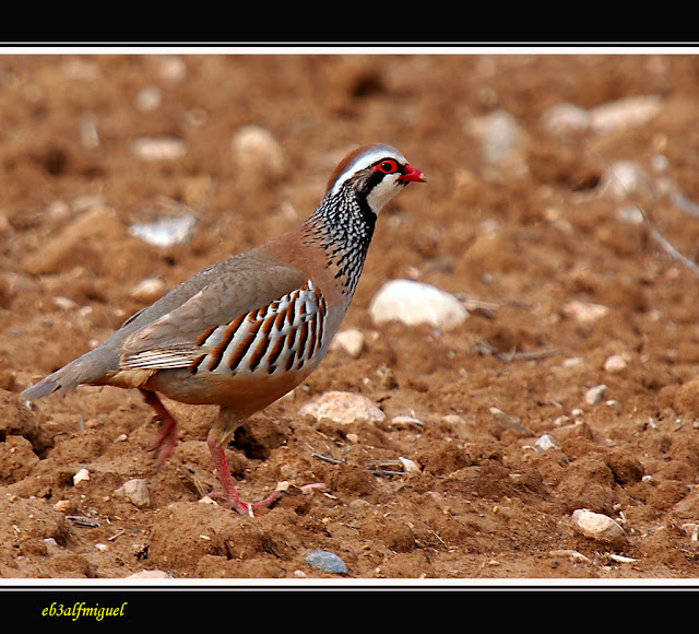 Miguel fotografia: Perdiz Roja (Alectoris rufa)