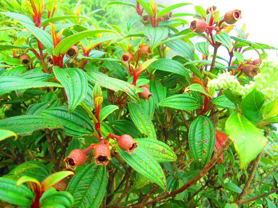 serendipity 101: Si Mt. Makiling at ang Limpak-limpak na mga Limatik*