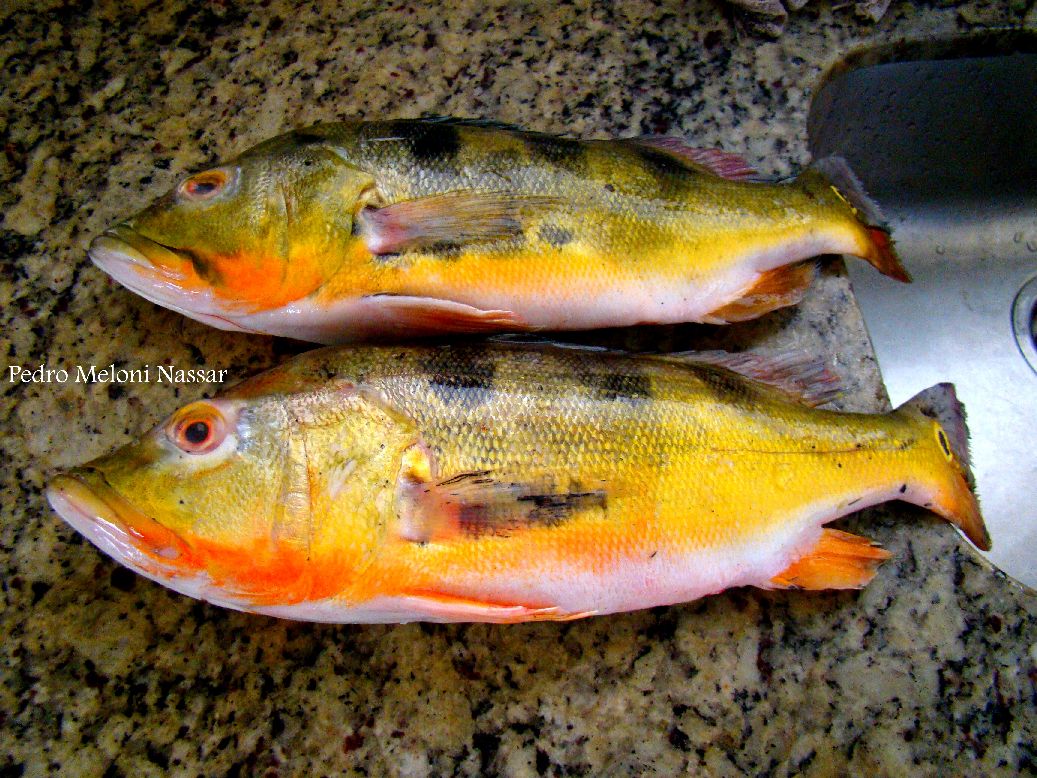 Fauna Brasileira: tucunaré