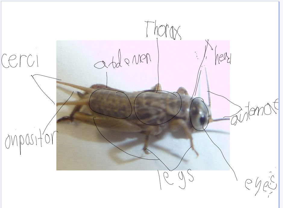 Mrs. Cowen's First Grade: Crickets!