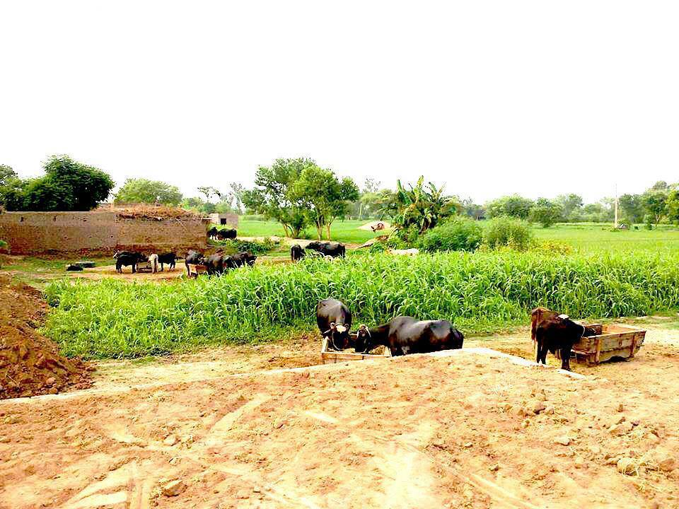 SARAIKI CULTURE AND FASHION: Saraiki Culture