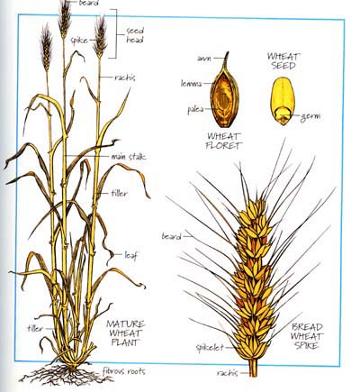 Insect Pest Management Program: 2016 Staff at Beaverlodge - Laura