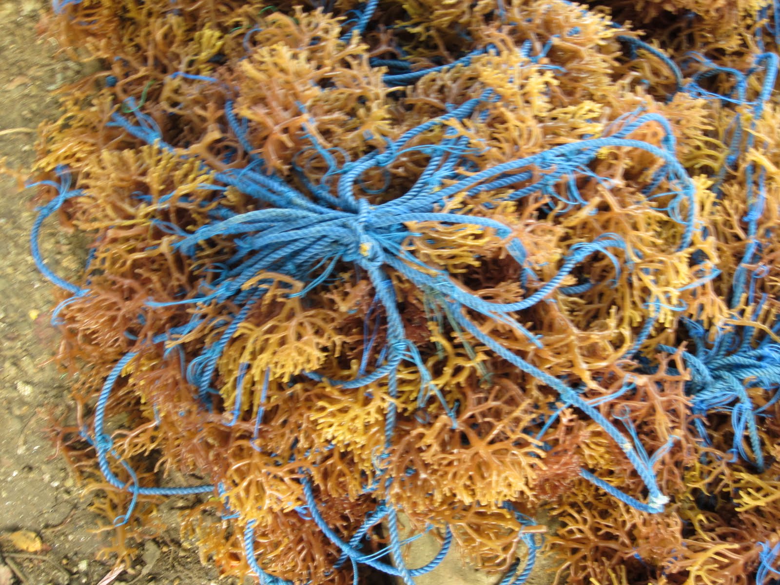 sumberdaya rumput laut duniabumi ilmu