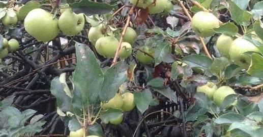 Tengok Budidaya Buah Apel Manalagi dikota Malang