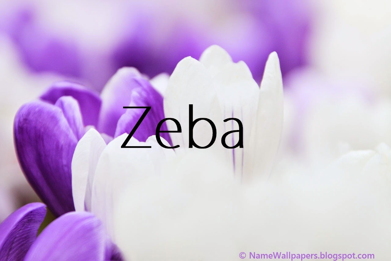 Zeba Name Wallpapers Zeba ~ Name Wallpaper Urdu Name Meaning Name ...