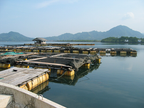 Mariculture is a Specialized Branch of Aquaculture | Renhil ...