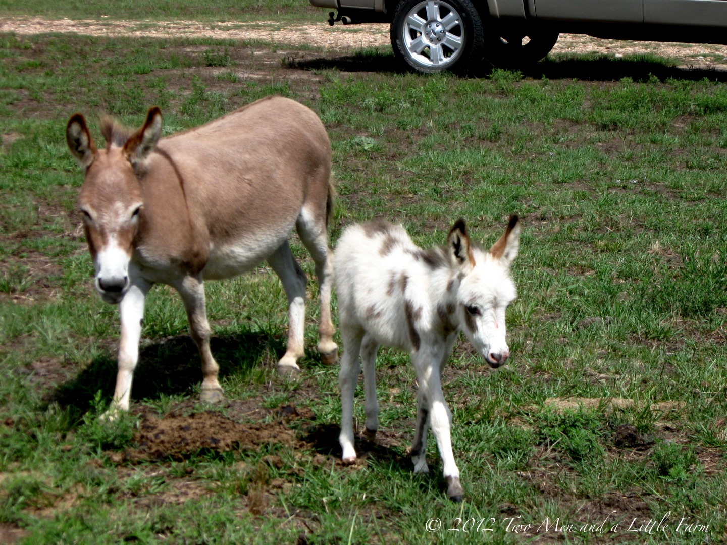 Two Men and a Little Farm: BABY MINIATURE DONKEY