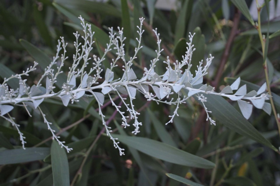 Tarım Siteniz: Akasya Ağaçları (Acacia Trees)