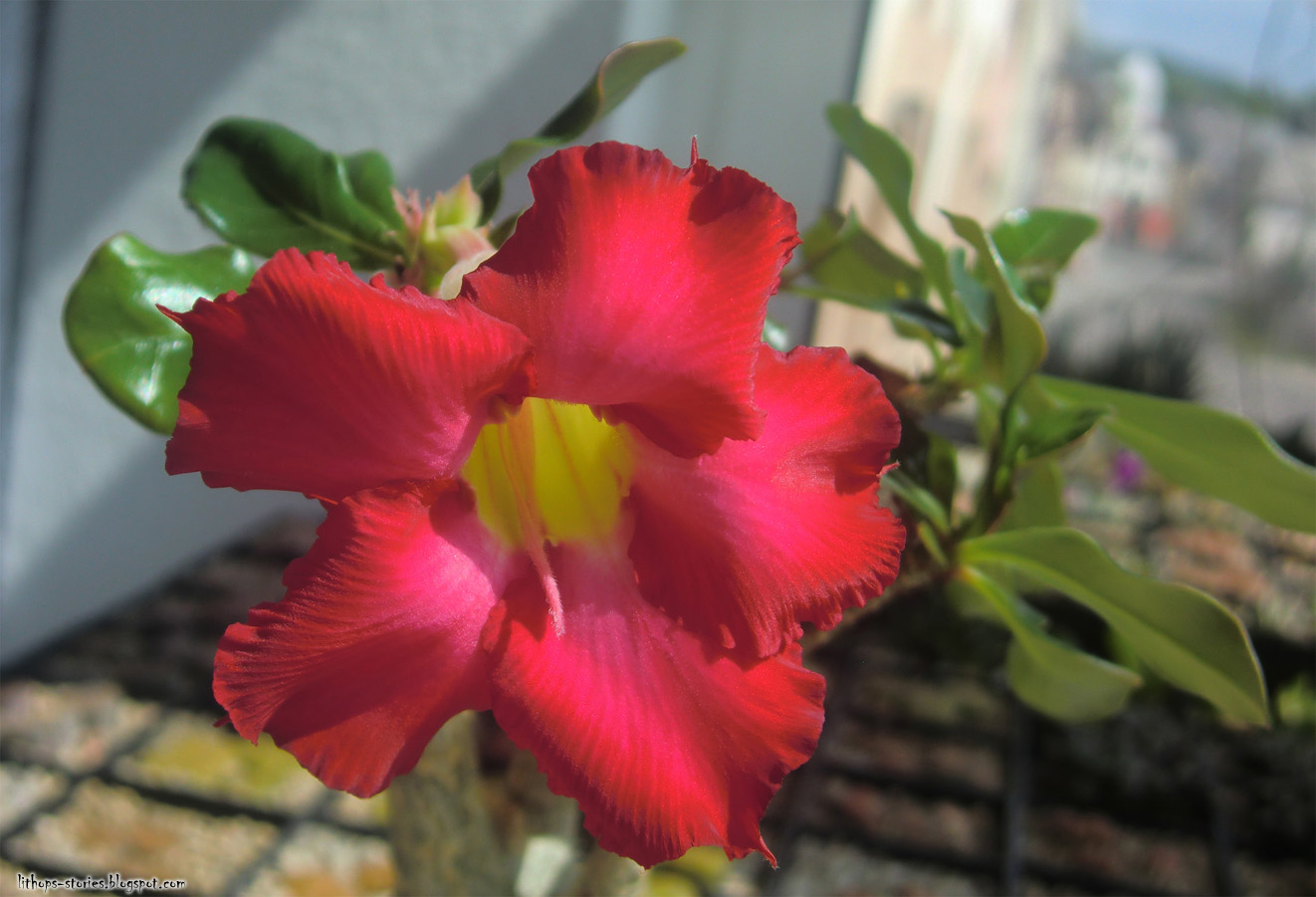 Lithops Stories: Current flowers (7 pics)