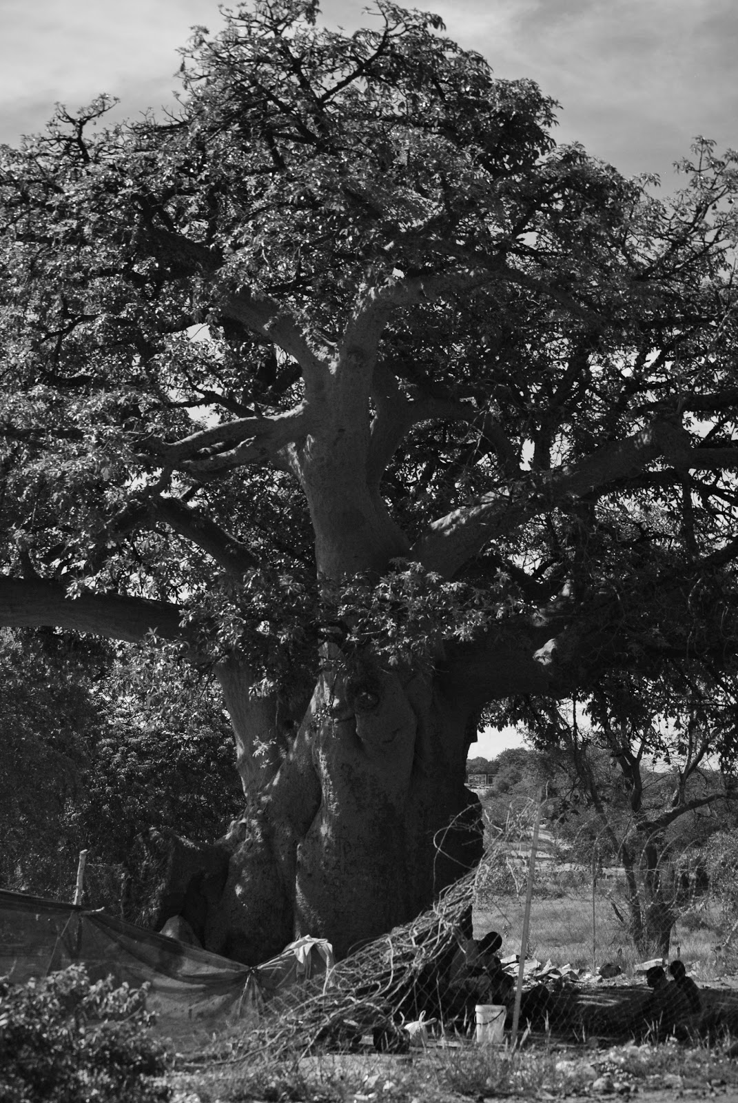 Morrelhasideas - Photography: Social Observation: Musina/Messina - Limpopo