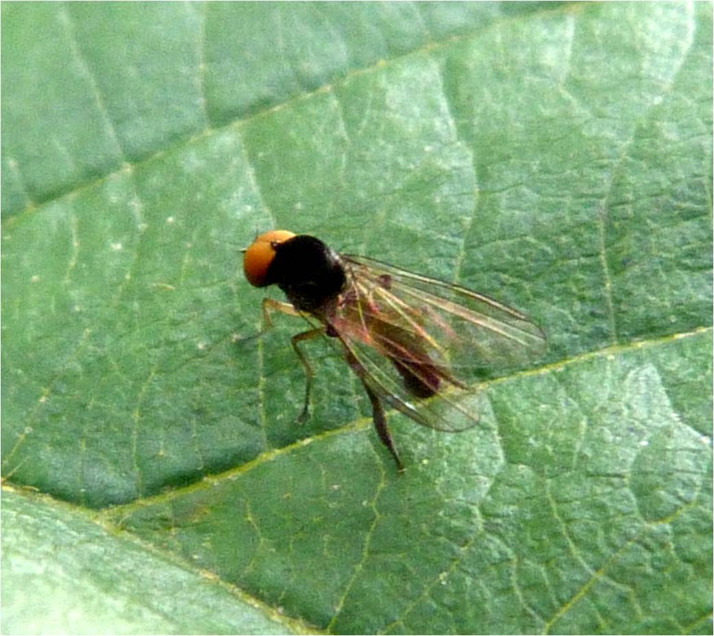 Insects of Scotland: Other Flies/Picture-wing Flies