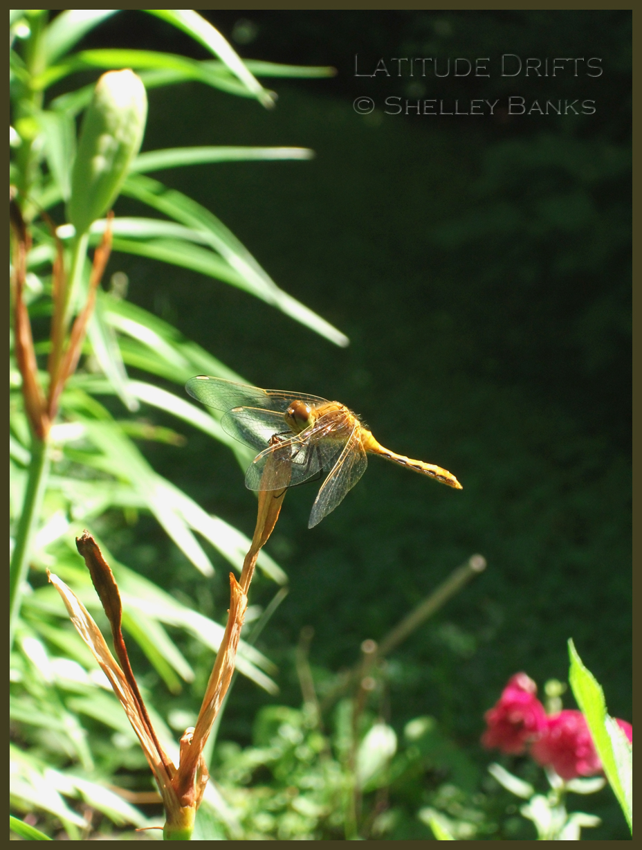 Prairie Nature: Hunting Meadowhawk Dragonflies