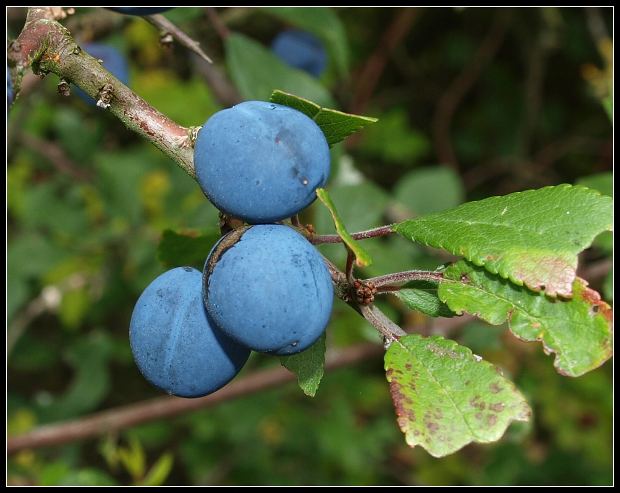 Mark's Veg Plot: Life in the Sloe lane