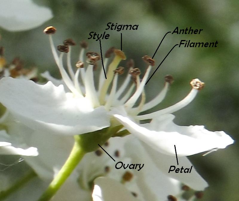 Wild Nature of the Cantabrian Mountains (Spain): Structure of an orchid ...