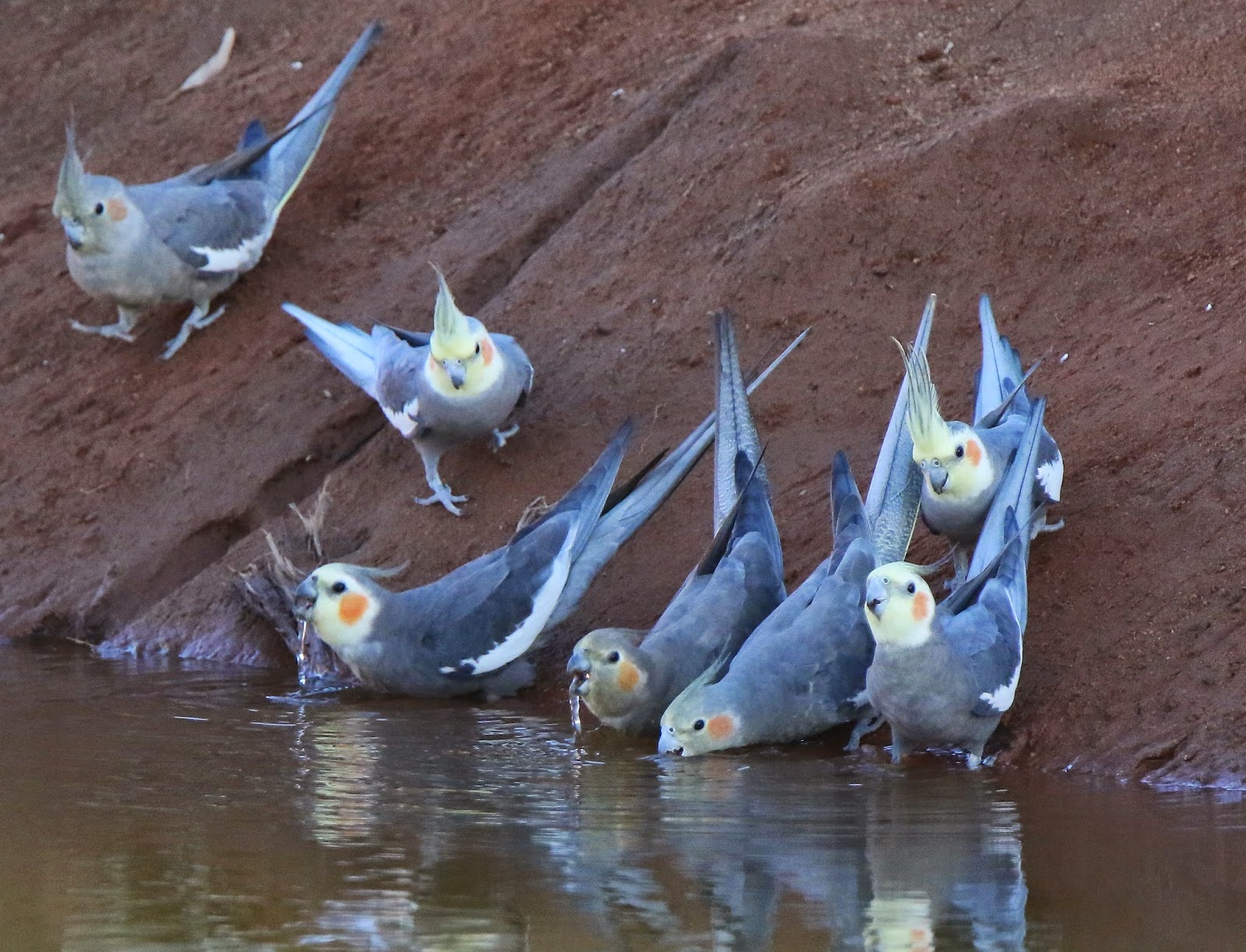 Richard Waring's Birds of Australia: Love Central Australian colours ...