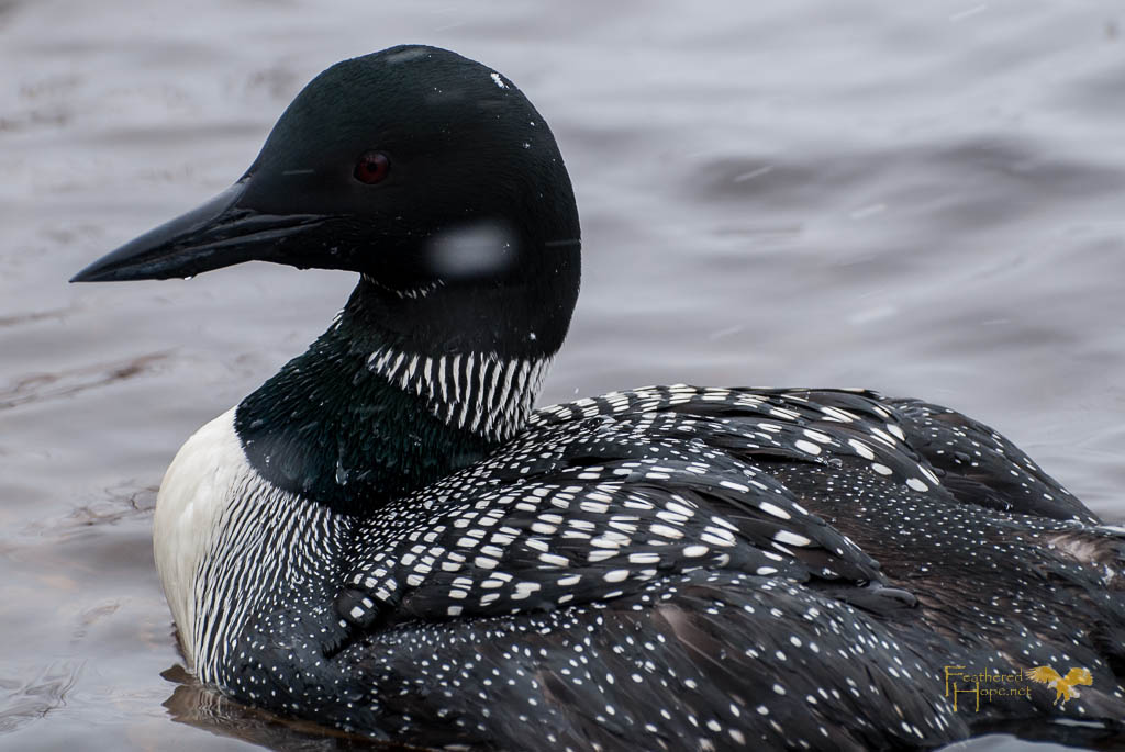 A Celebration of Life (but not the weather) | Feathered Hope - Wild ...