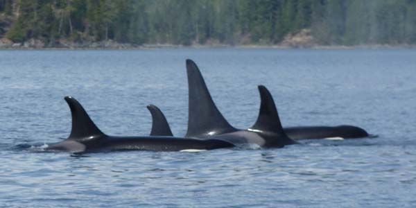 The Disaffected Lib: Please, No More Orca in Toronto
