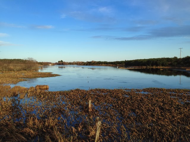 The Nature Quest: MEGA - American Coot, Loch Flemington