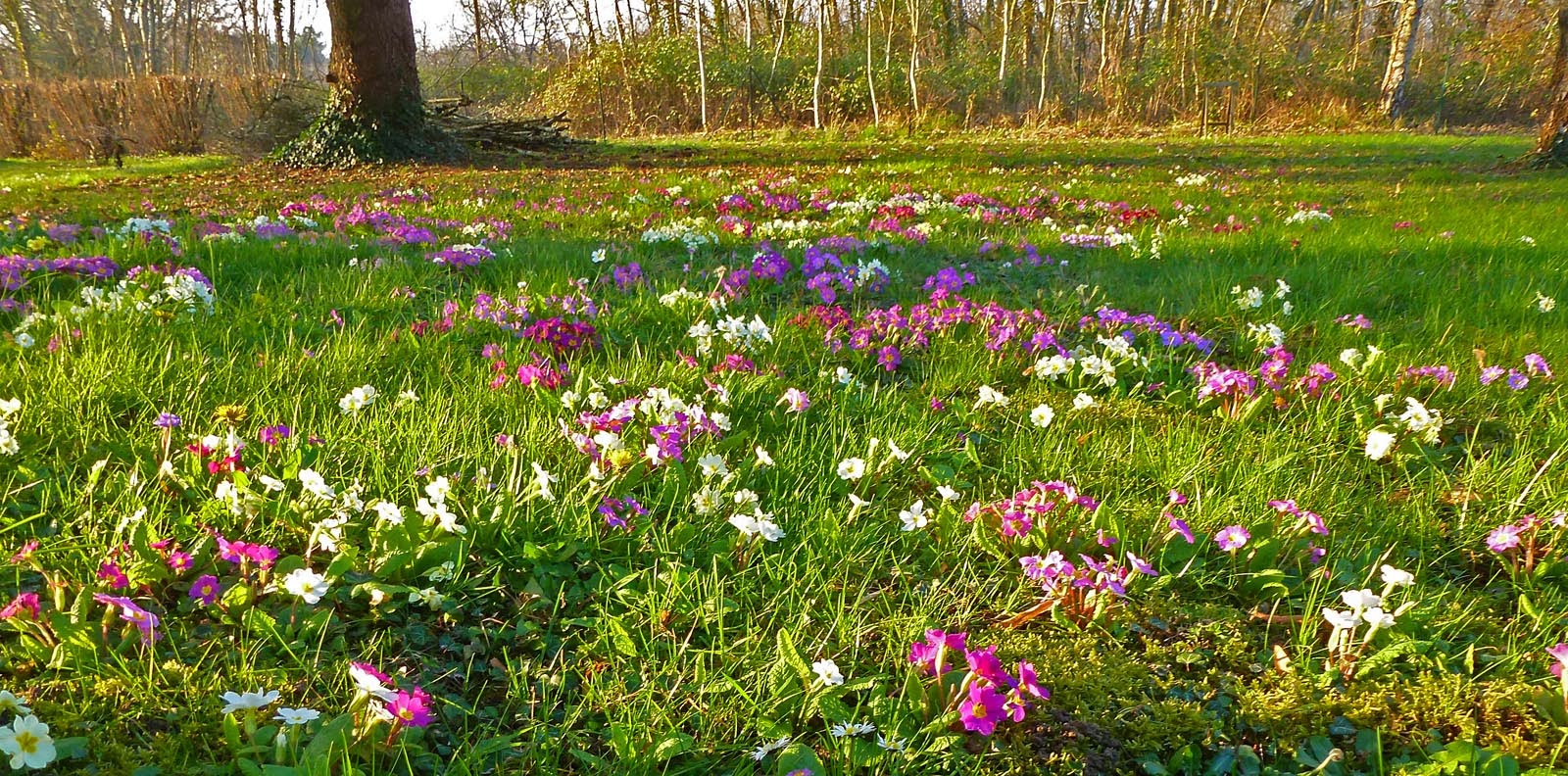 Living the life in Saint-Aignan: Fleurs rouges du printemps
