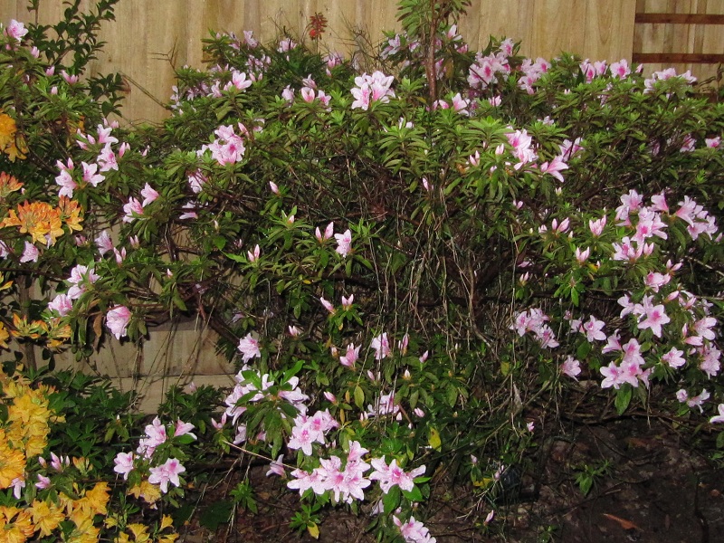 Badger Farm: Azalea botanical gardens