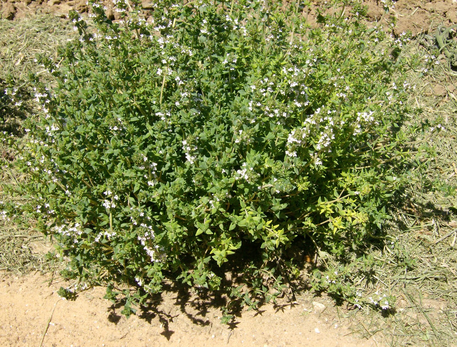 El huerto del Lopez: EL TOMILLO