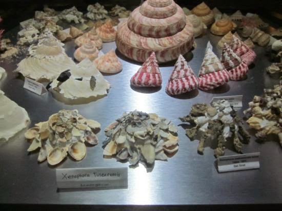 Bali Indonesia Holiday Travels: Fantasy of Bali Shell Museum