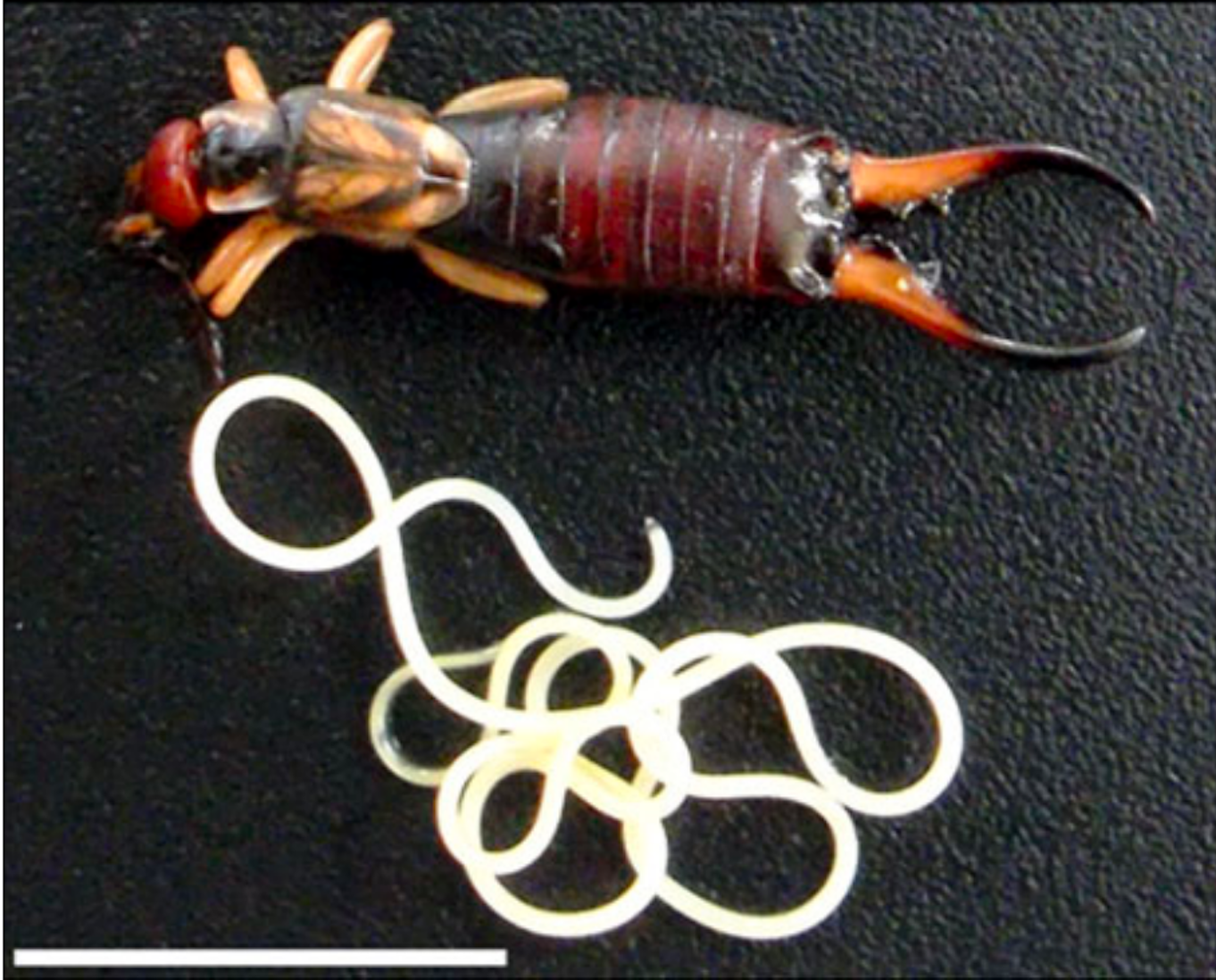 Parasite of the Day: Mermis nigrescens