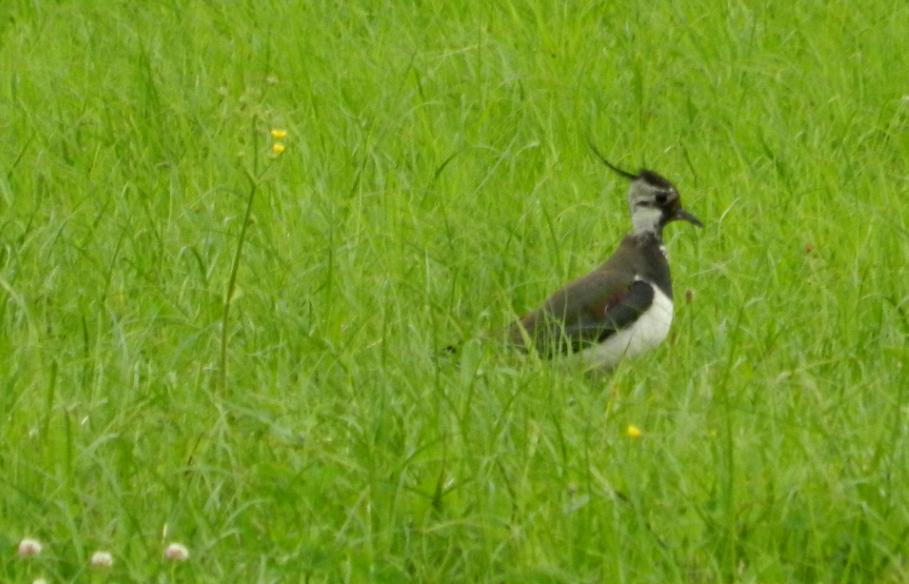 BIRDS PAINTINGS by MICHAŁ MOLICKI: CZAJKA