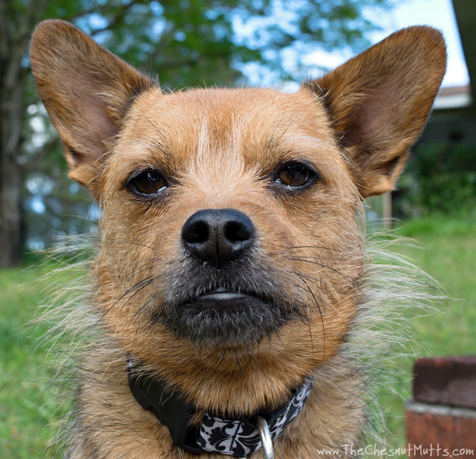 Review Giveaway Cleaning Your Dog s Ears With BVH Pet Care Premium review-giveaway-cleaning-your-dog-s-ears-with-bvh-pet-care-premium