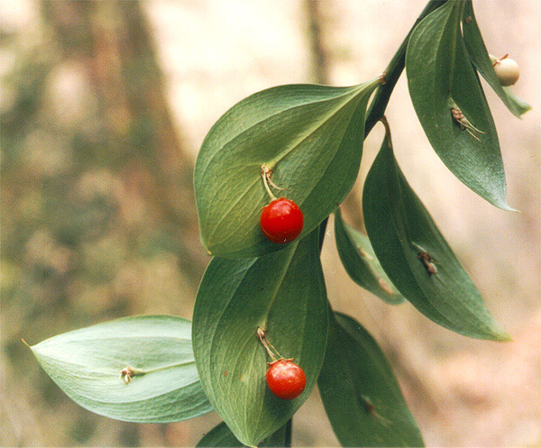 Herbs-Treat and Taste: RUSCUS HYPOPHYLLUM - A WONDERFUL PLANT ON EARTH ...