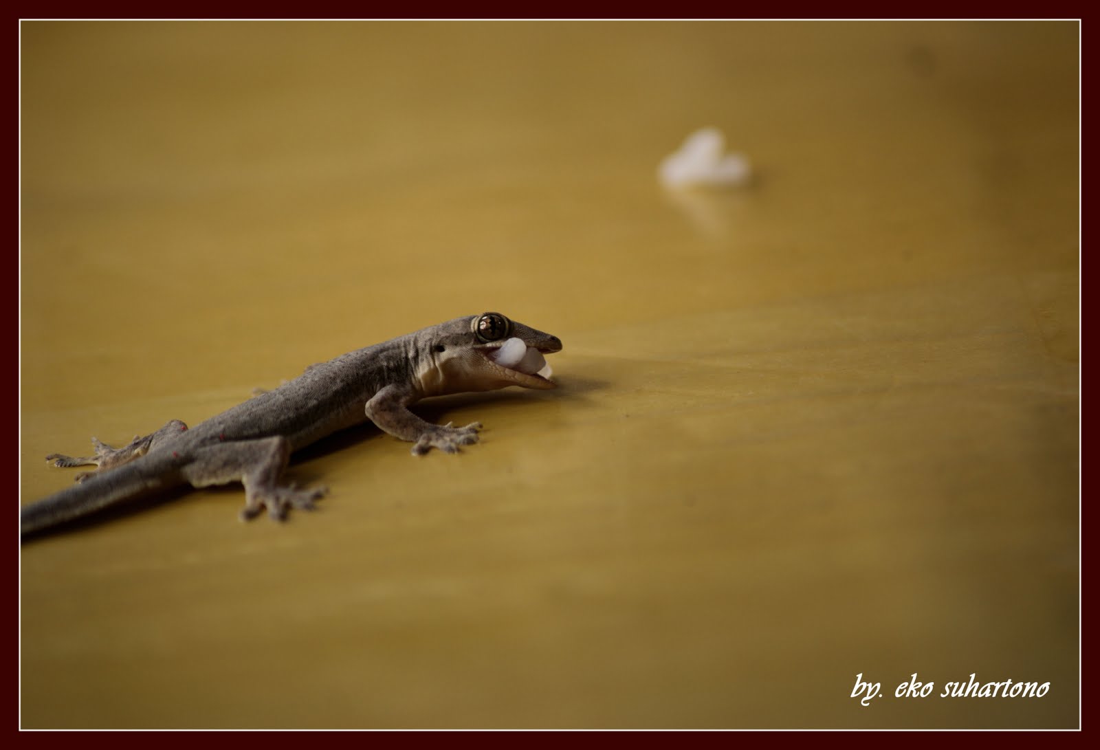 suhartono the Art: Flat-tailed House Gecko (Cicak) It Was Not ...
