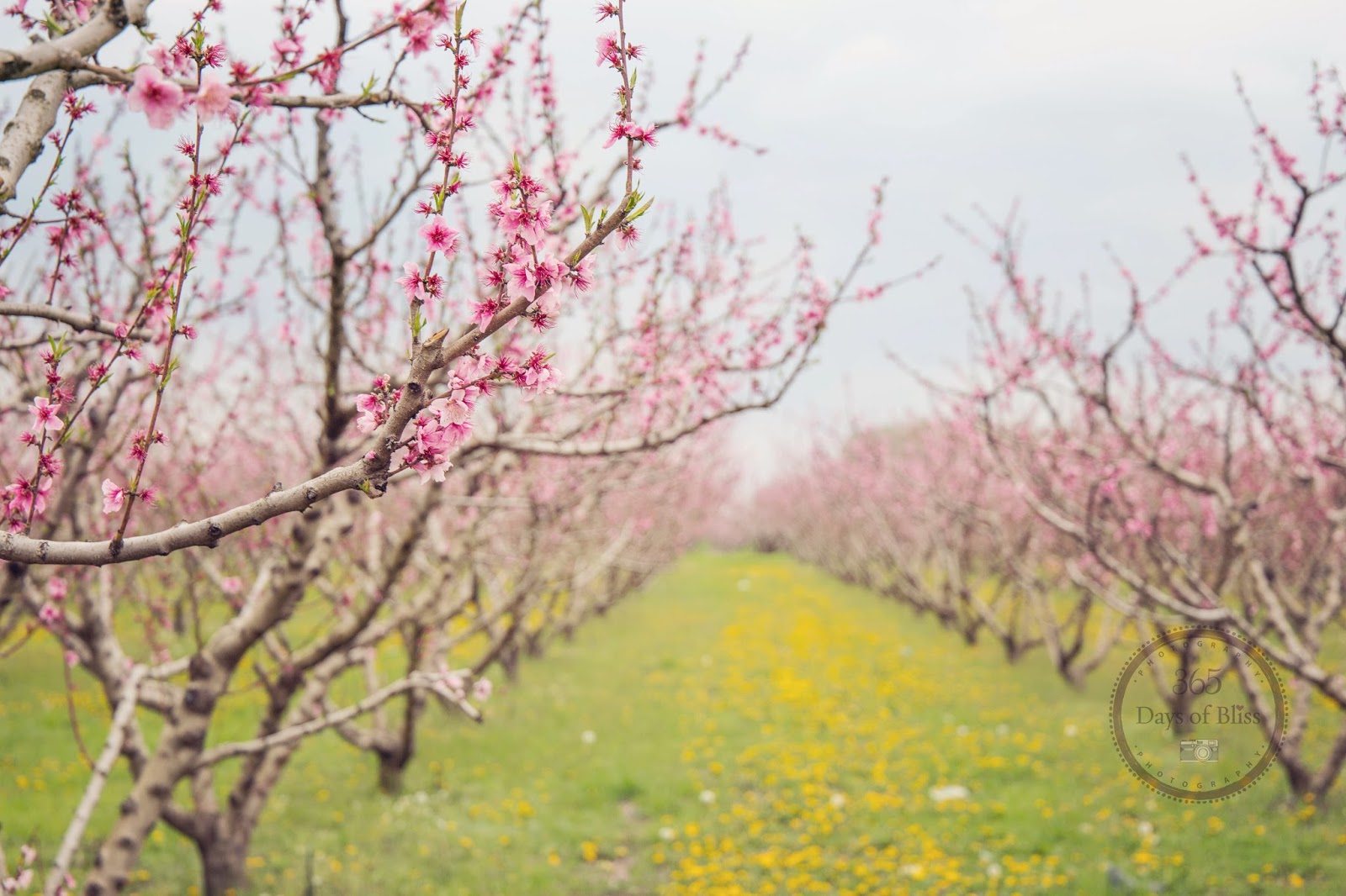 The dreamland of Almopia | Days of bliss