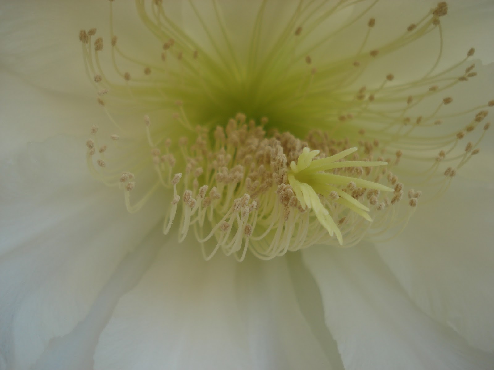 UM CAMINHO...: FLOR DO CACTO MANDACARU