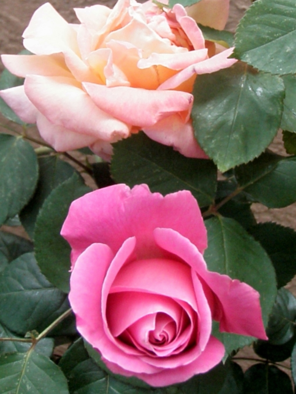 Cabin & Cottage : Windswept Roses