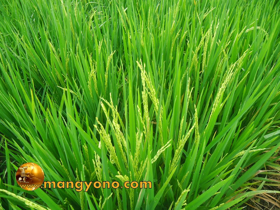 Cara memperbanyak anakan tanaman padi