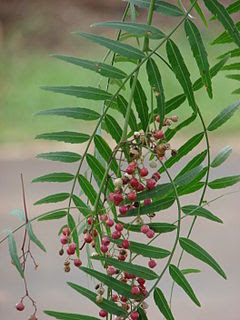 Uso Medicinal del Molle - CONSEJOS PARA LA SALUD