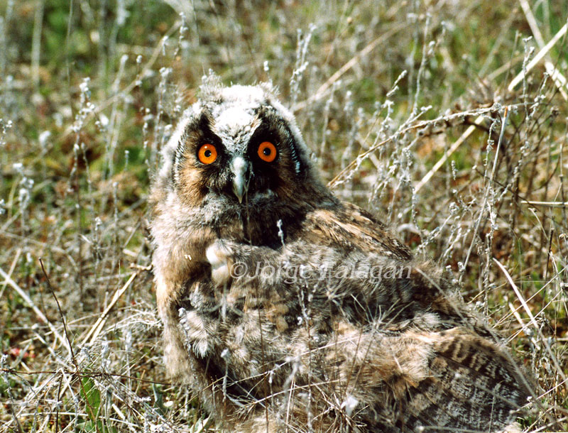 Huellas y Bichos: Búho Chico (Asio otus)