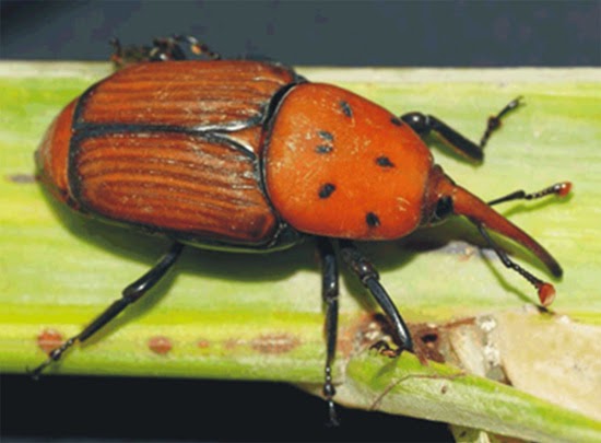El picudo: EL PICUDO ROJO
